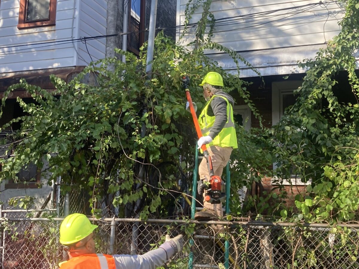 CITY COUNCIL ANNOUNCES CITYWIDE ALLEY TREE REMOVAL PROGRAM FUNDED BY ...